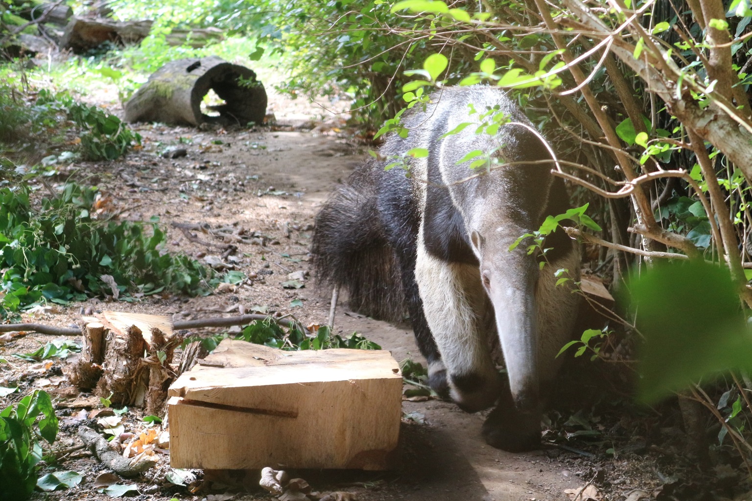 Novosti iz ZOO-a Zagreb: Mravojedica Ariel ponovno ljubi!